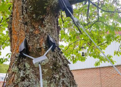 Improved Protection for Tree Root Balls - Anchor Systems