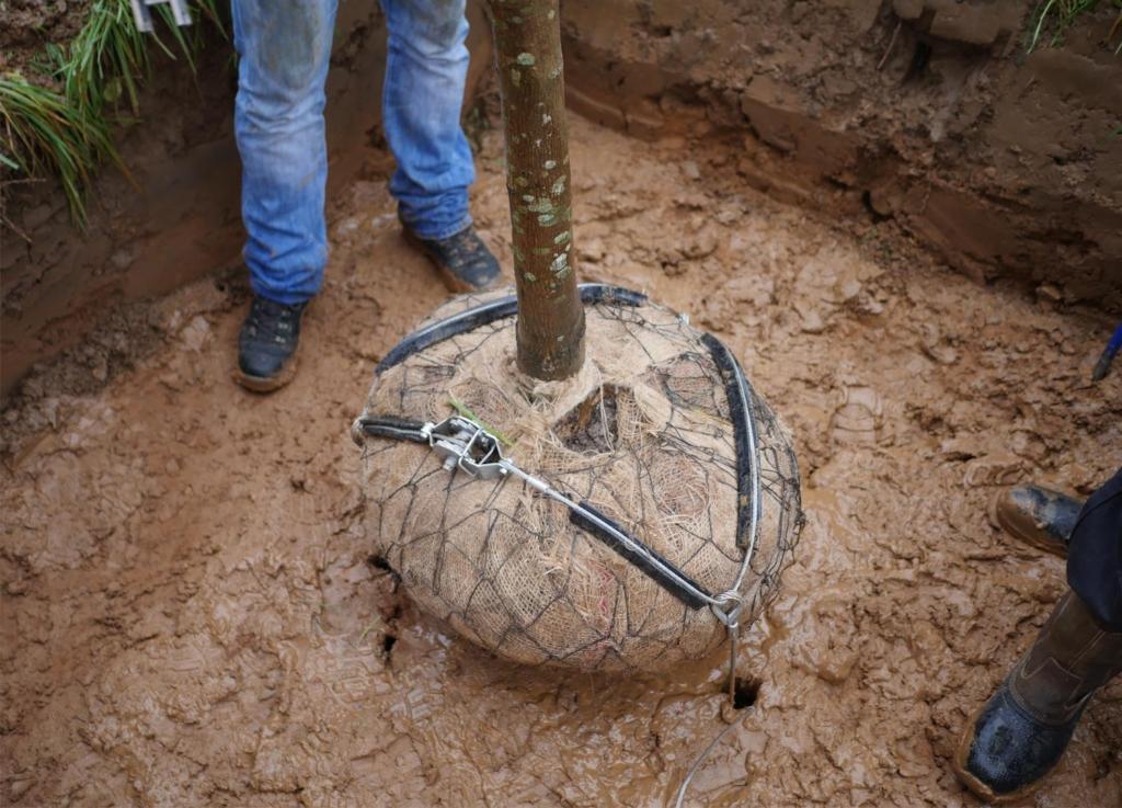 Improved Protection for Tree Root Balls - Anchor Systems